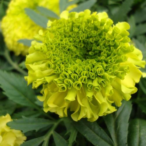 Aztec Marigold (Tagetes erecta Antigua™ Primrose) - Garden.org