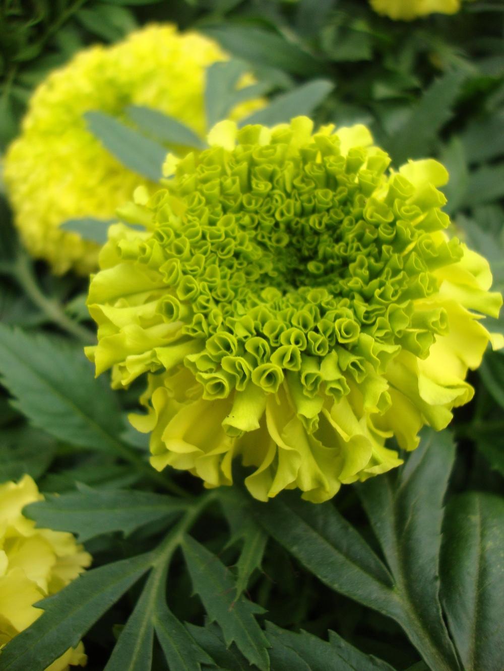 Aztec Marigold (Tagetes erecta Antigua™ Primrose) - Garden.org