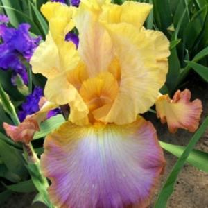 Tall Bearded Iris (Iris 'Ticket to Ride') in the Irises Database ...