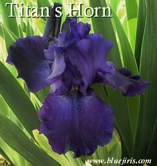 Tall Bearded Iris (Iris 'Titan's Horn') in the Irises Database - Garden.org