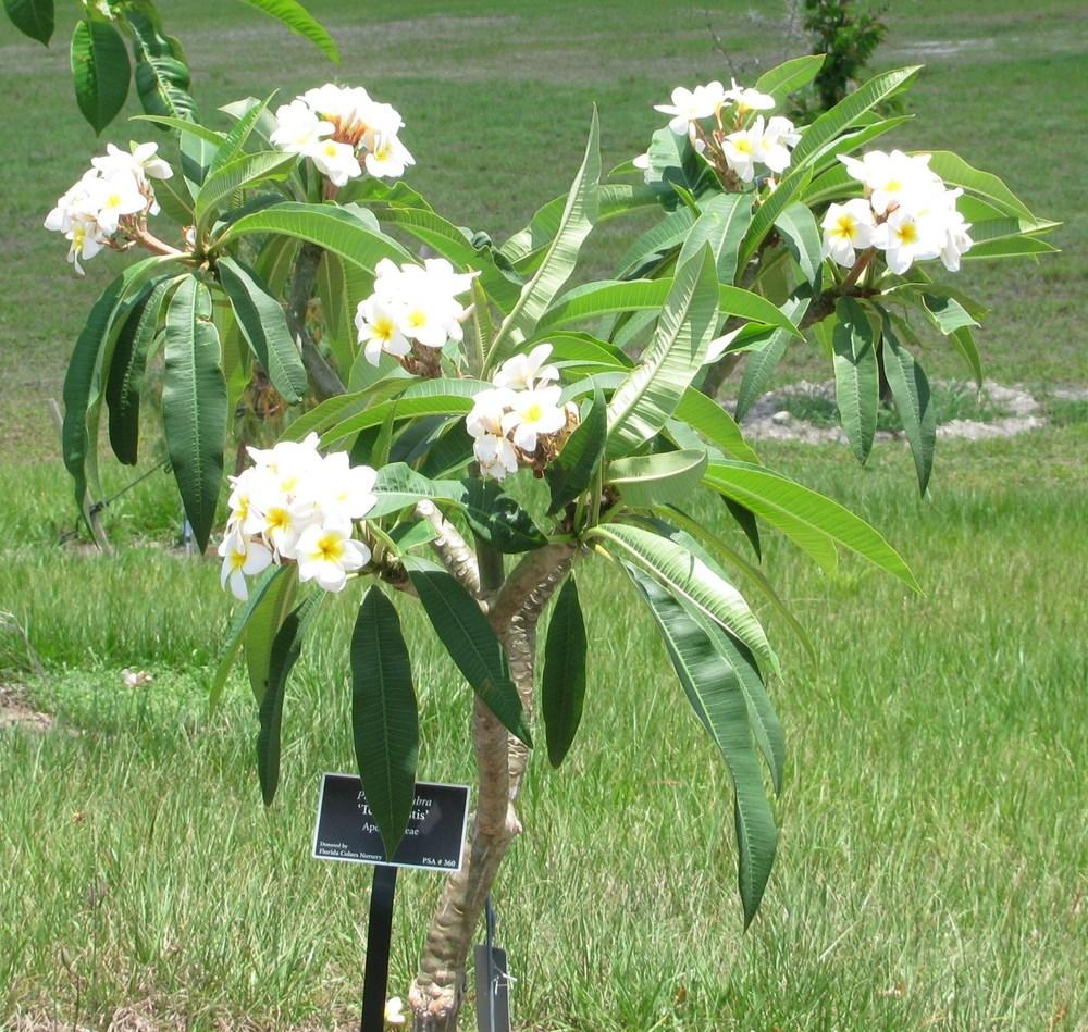 Photo of the entire plant of Plumeria (Plumeria rubra 'Tex Huestis ...