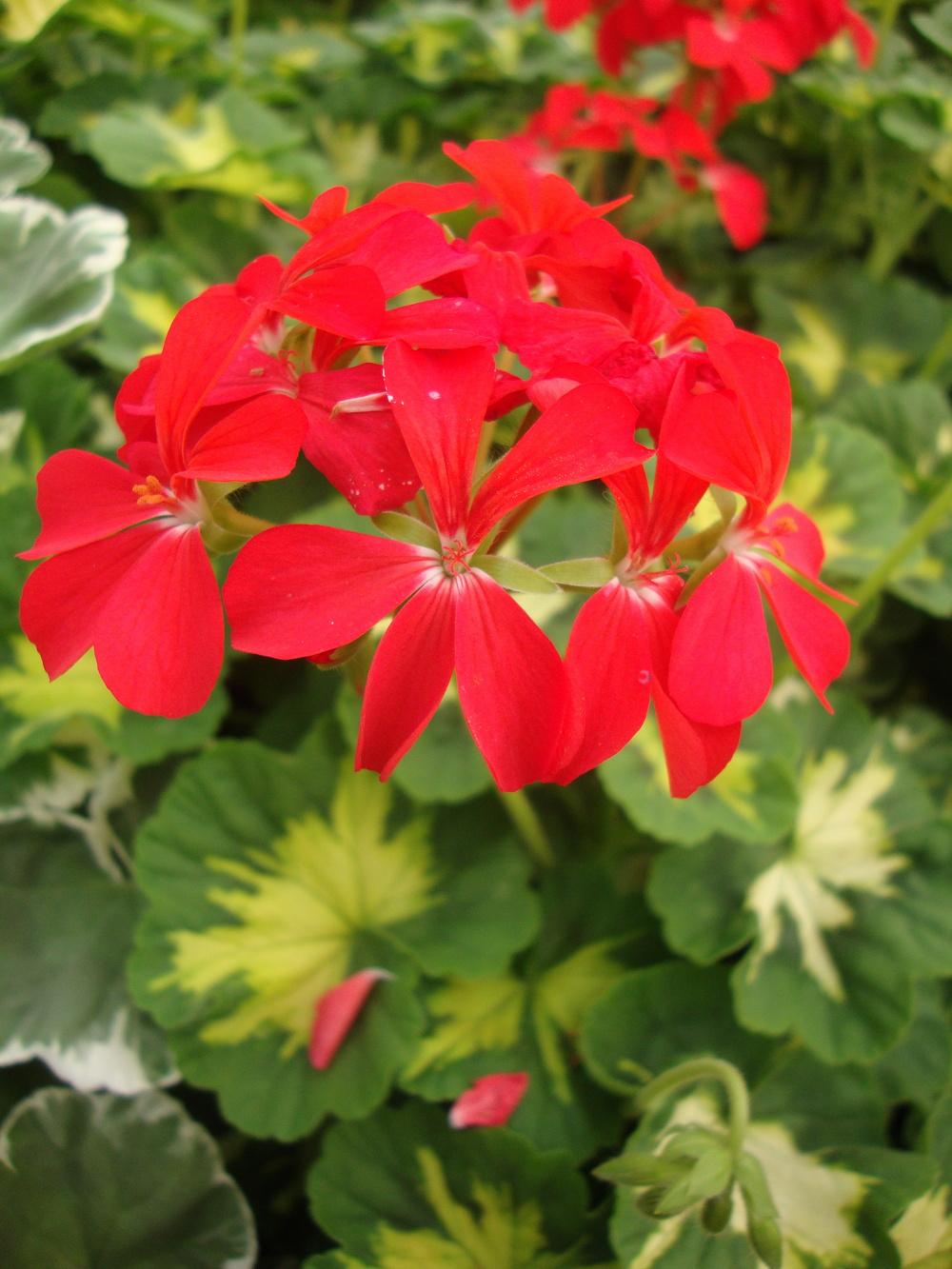Photo of the bloom of Fish Geranium (Pelargonium x hortorum 'Red Happy ...
