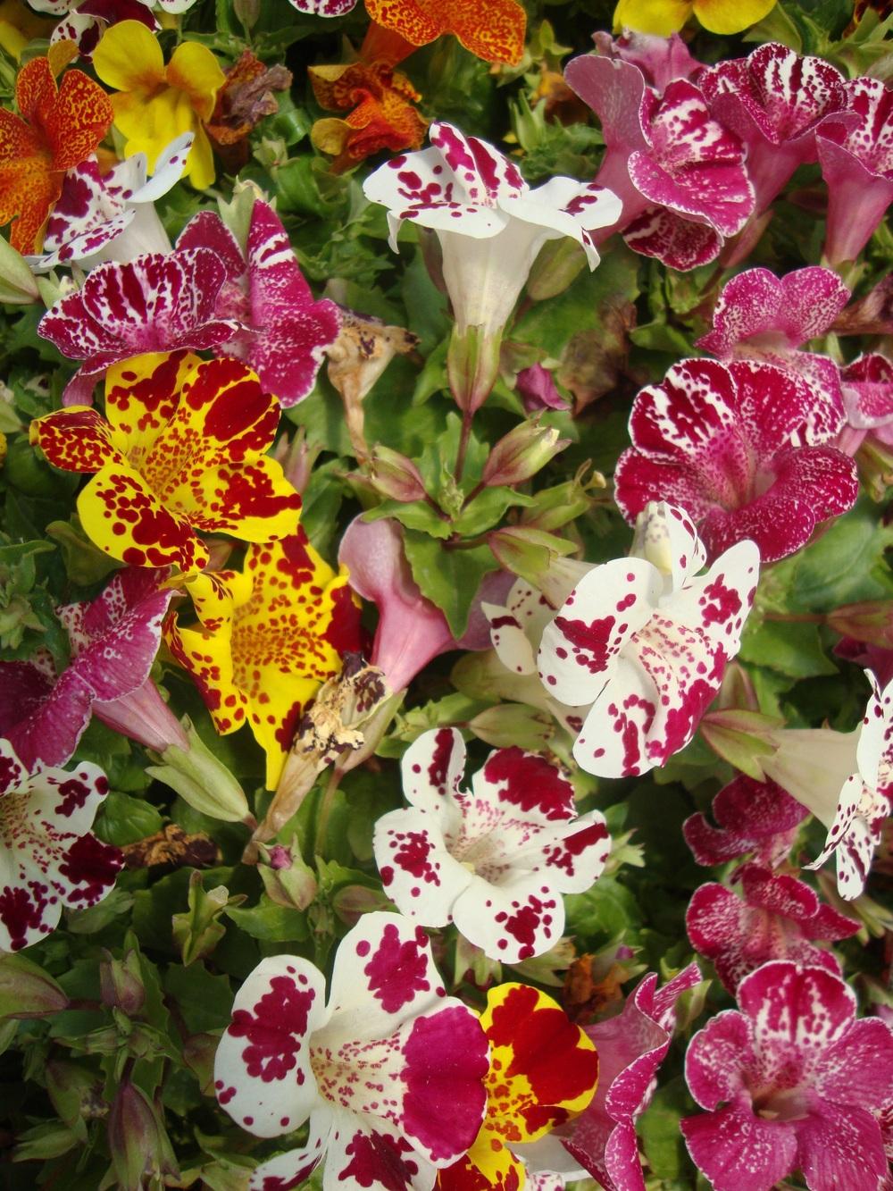 Does anyone grow Mimulus? in the All Things Gardening forum - Garden.org