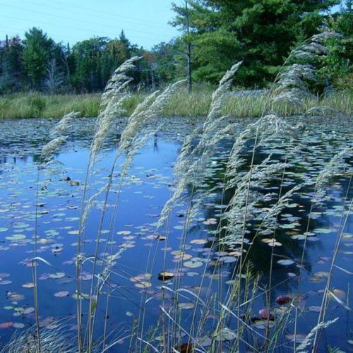 Bluejoint (Calamagrostis canadensis) - Garden.org