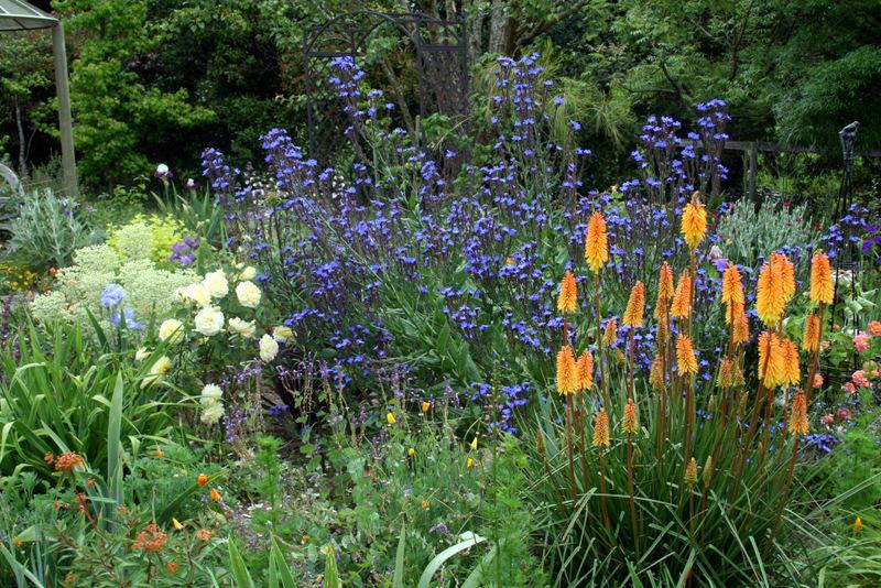 Photo of the entire plant of Italian Bugloss (Anchusa azurea) posted by ...
