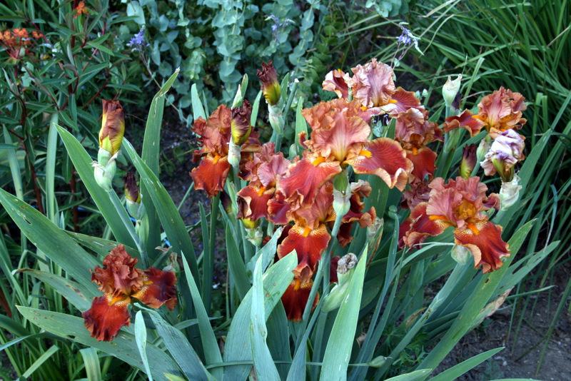 Photo of the entire plant of Tall Bearded Iris (Iris 'Rustler') posted ...