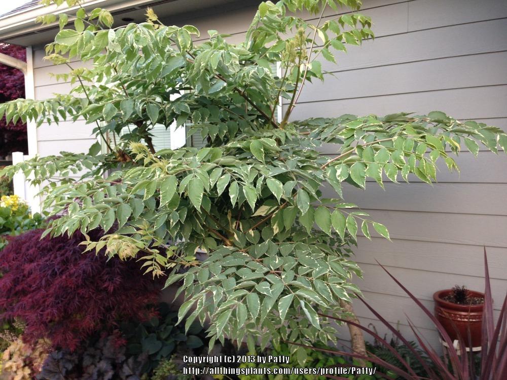 Variegated Japanese Angelica Tree (Aralia elata 'Variegata') - Garden.org