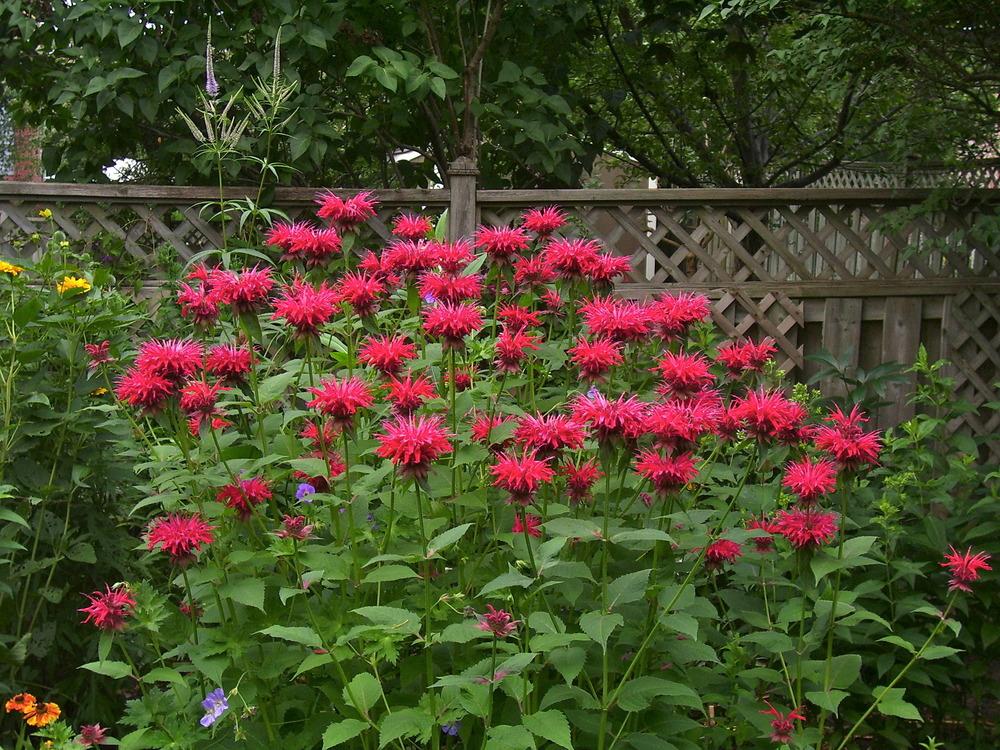 Photo of the entire plant of Bee Balm (Monarda didyma 'Gardenview ...