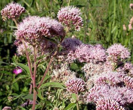 Eupatoriums: Plant Care and Collection of Varieties - Garden.org