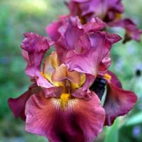 Tall Bearded Iris (Iris 'Rip City') in the Irises Database - Garden.org