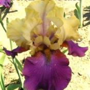 Tall Bearded Iris (Iris 'Touch of Class') in the Irises Database ...