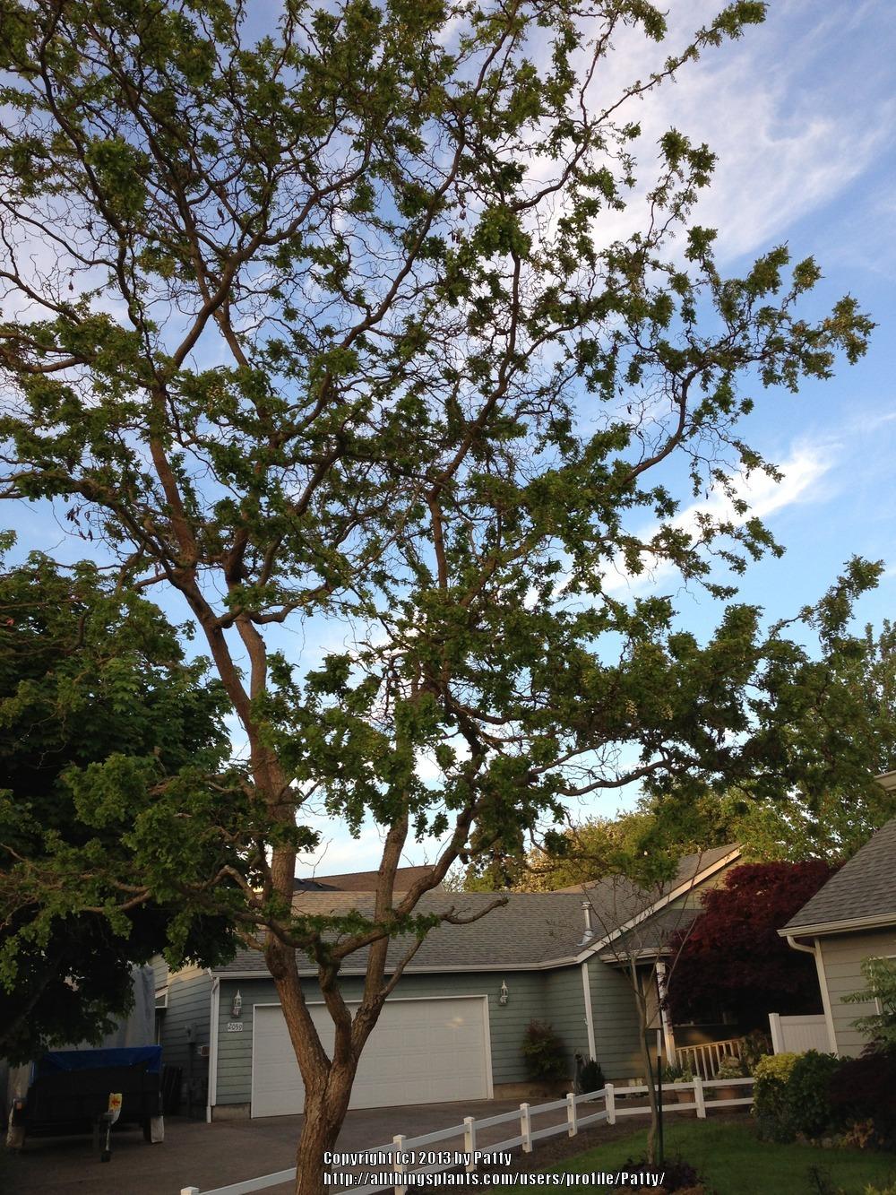 Photo of the entire plant of Black Locust (Robinia pseudoacacia Twisty ...