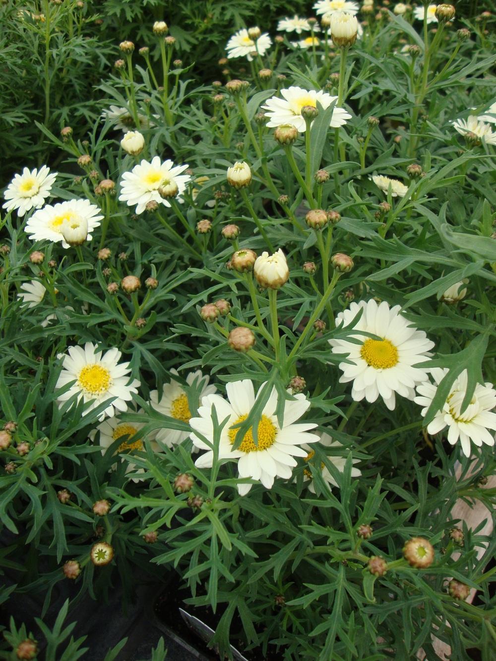 Marguerite Daisy (Argyranthemum frutescens Madeira™ Crested Ivory ...