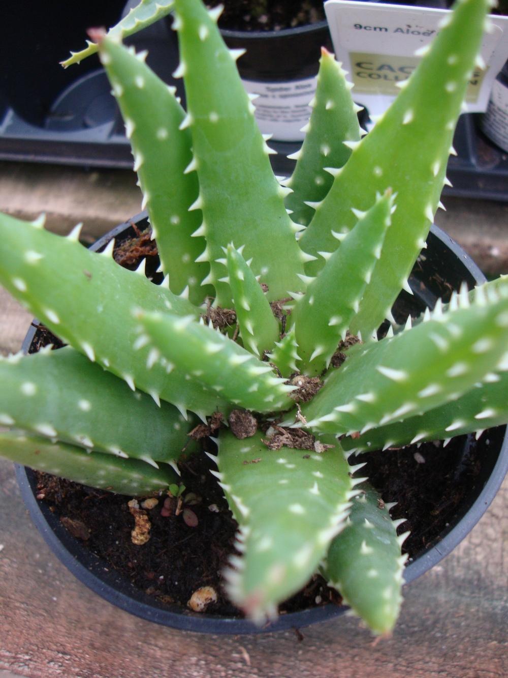 Photo of the entire plant of Aloe 'Crosby's Prolific' posted by ...