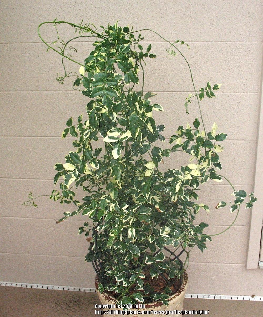 Photo of the entire plant of Variegated Bower Vine (Pandorea ...