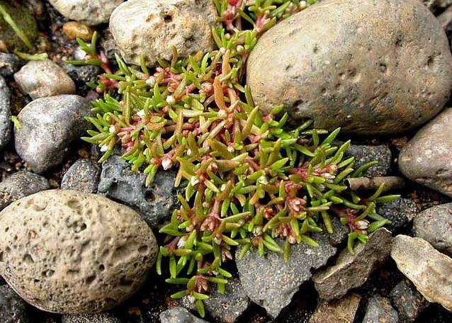 Water Pygmyweed (Crassula aquatica) in the Crassulas Database - Garden.org