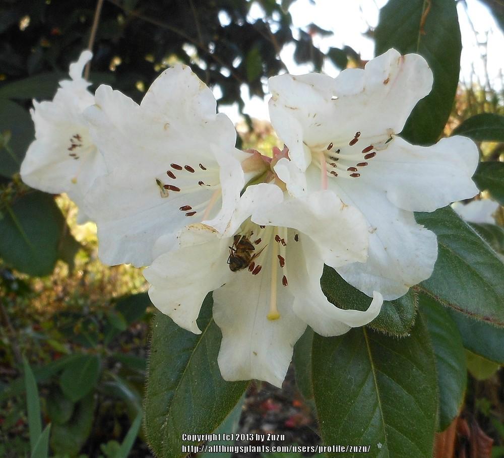 Dwarf Rhododendron (Rhododendron 'Snow Lady') in the Rhododendrons ...