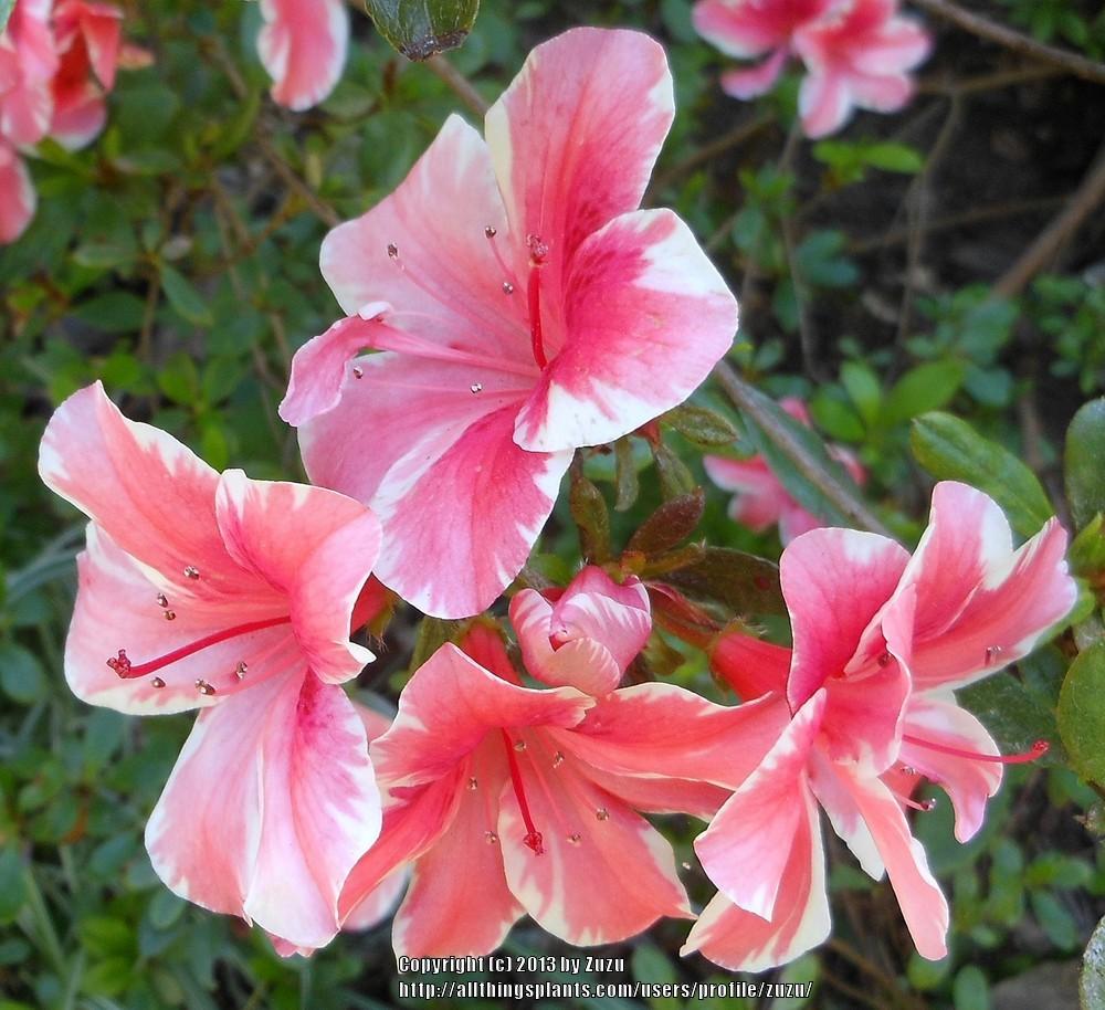 Evergreen Azalea (Rhododendron 'Variegated Dogwood') in the ...