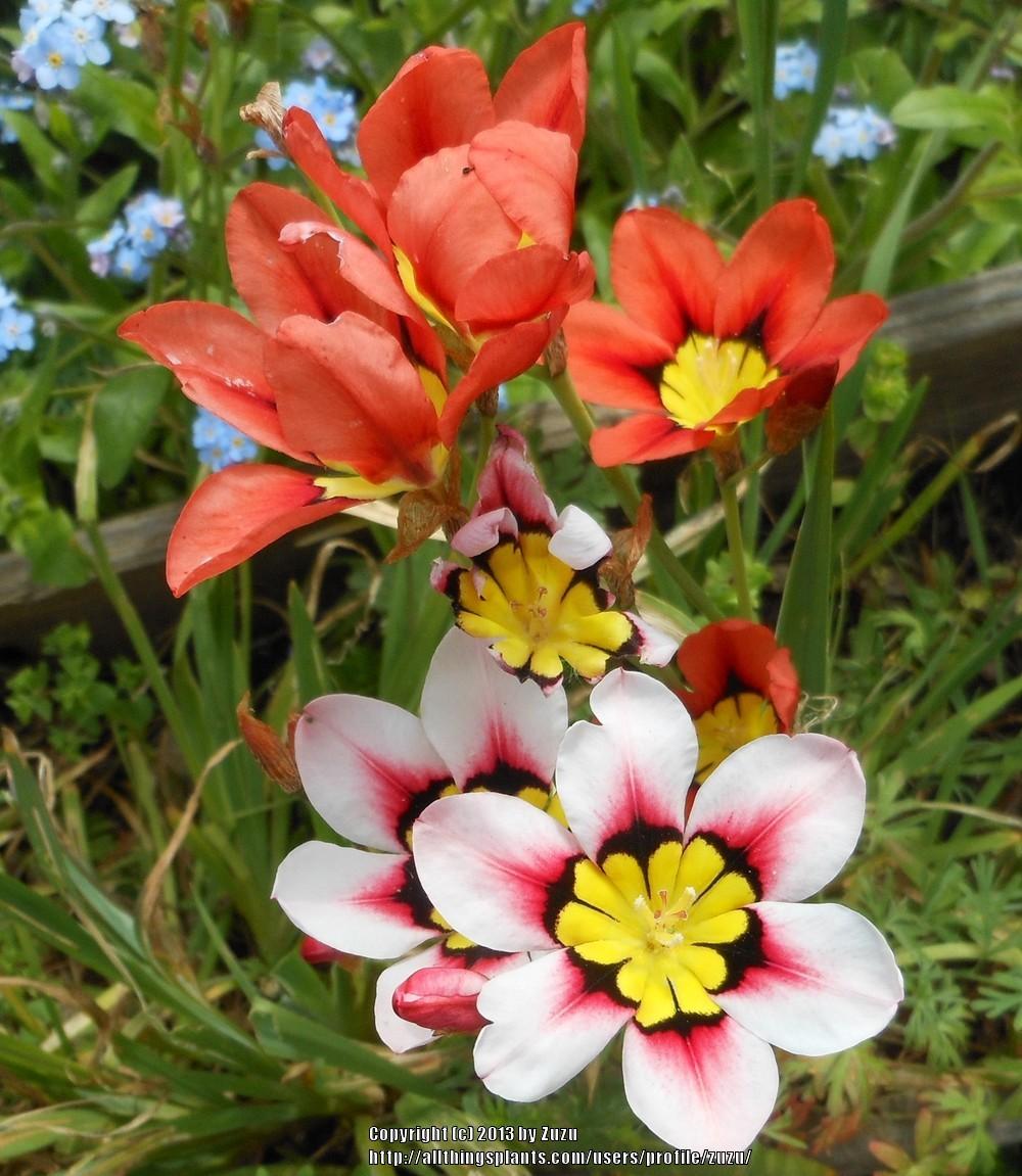 Photo of the bloom of Harlequin Flower (Sparaxis tricolor) posted by ...