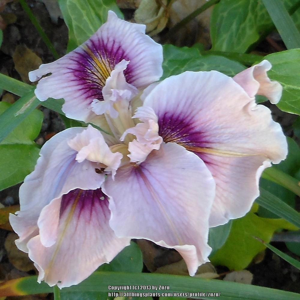 Pacific Coast Iris (Iris 'Pink Parfait*') in the Irises Database ...