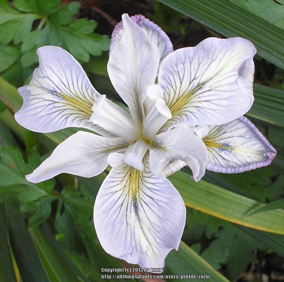 Pacific Coast Iris (Iris 'Wild Survivor') in the Irises Database ...