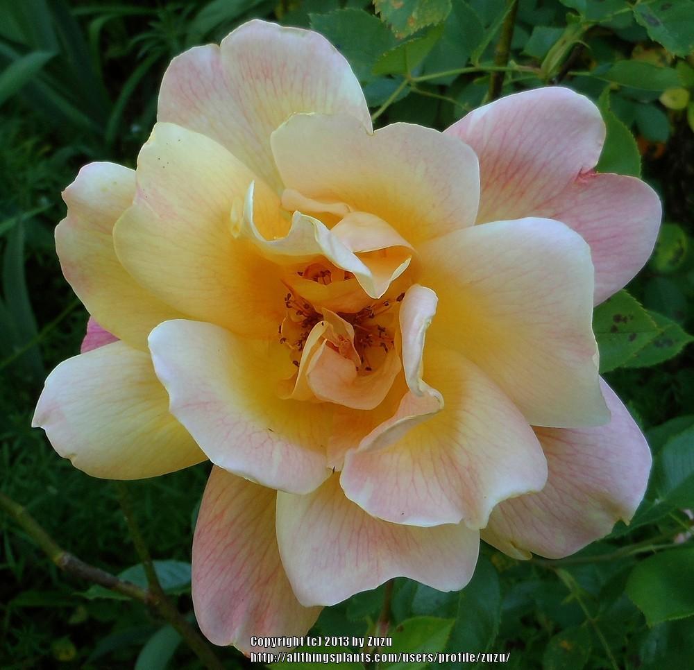 Photo of the bloom of Rose (Rosa 'Sutter's Gold') posted by zuzu ...