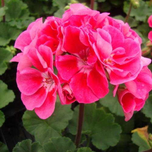 Zonal Geranium (Pelargonium x hortorum Fantasia® Strawberry Sizzle) in ...