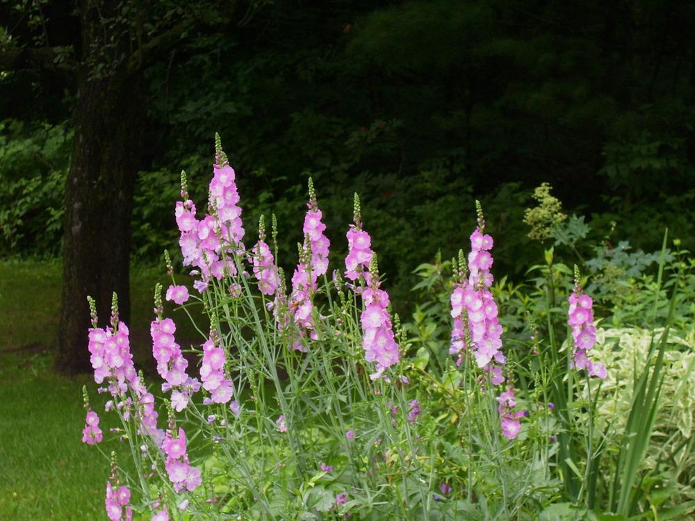 Photo of the bloom of Checker Mallow (Sidalcea malviflora 'Rosanna ...