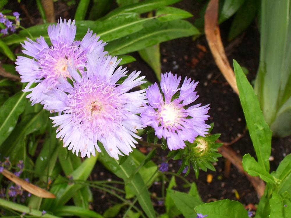 Photo of the bloom of Stokes' Aster (Stokesia laevis 'Blue Danube ...