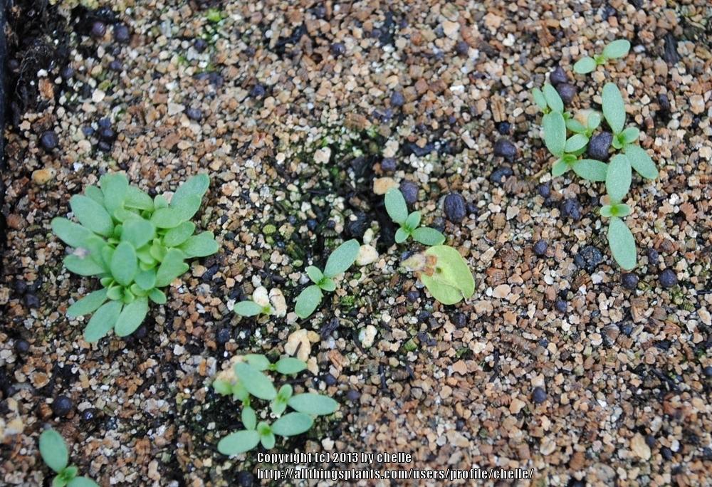 Photo of the seedling or young plant of Alpine Catchfly (Viscaria ...