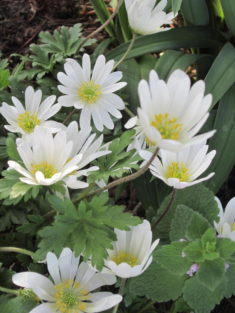 Anemones: Plant Care and Collection of Varieties - Garden.org