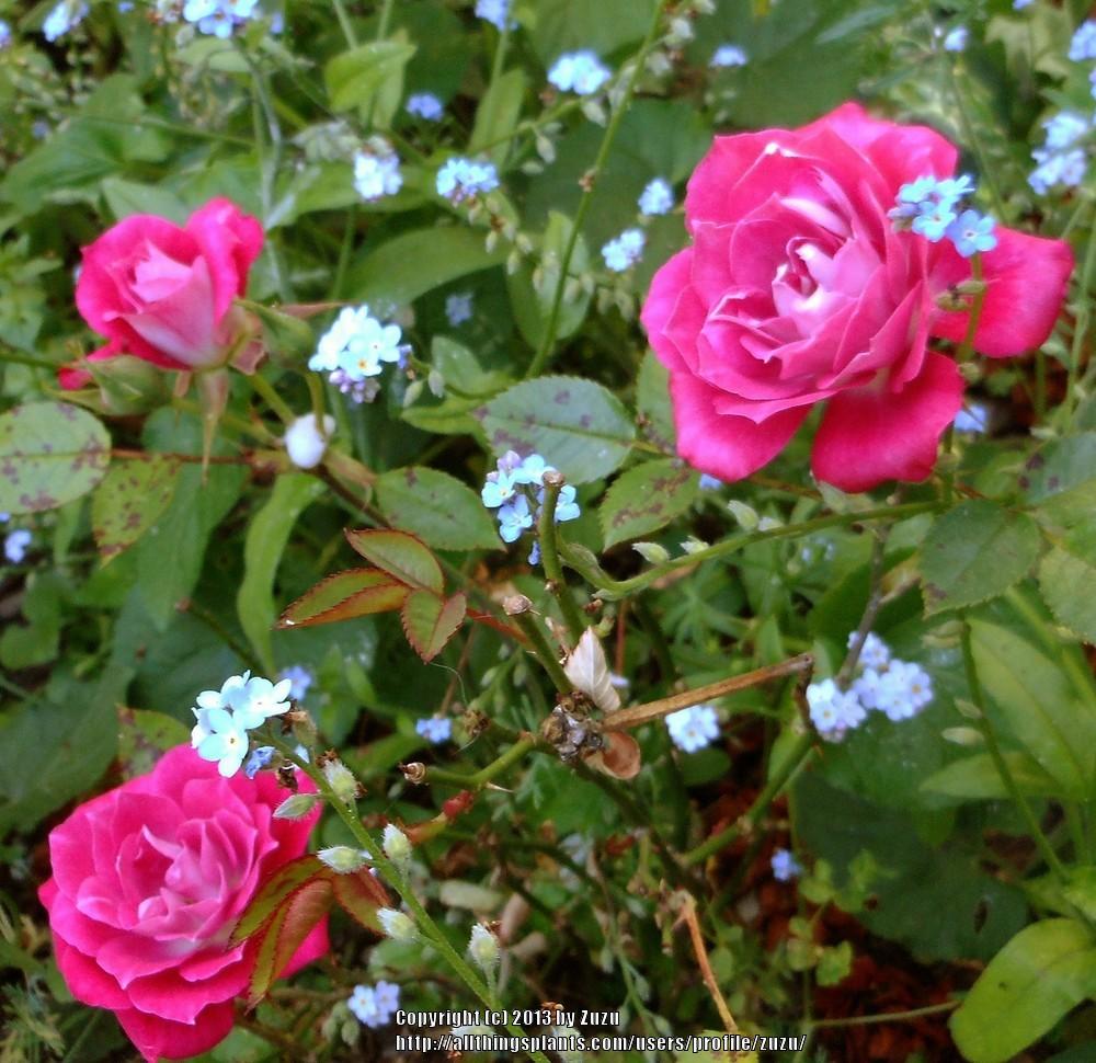 Rose (Rosa 'Iced Raspberry') in the Roses Database - Garden.org