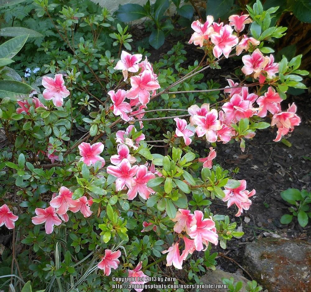 Photo of the entire plant of Evergreen Azalea (Rhododendron 'Variegated ...