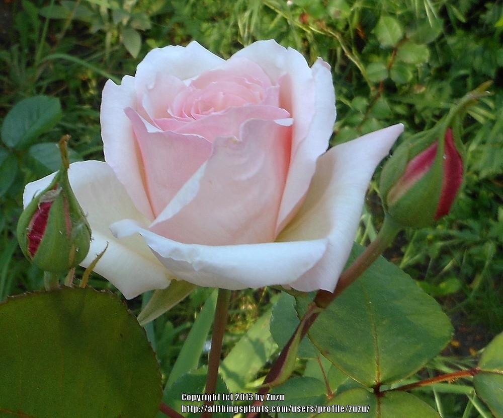 Rose (Rosa 'Catherine Mermet') in the Roses Database - Garden.org