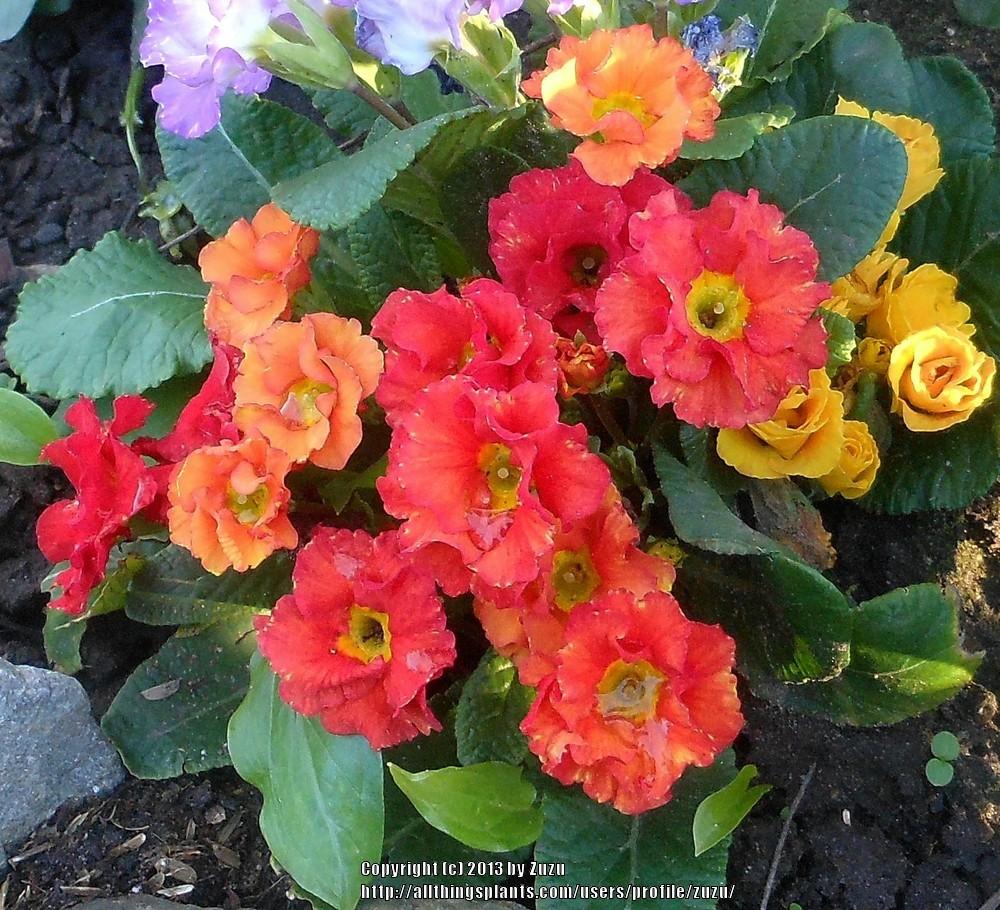 Primrose (Primula Primlet® Sunrise) in the Primroses Database - Garden.org