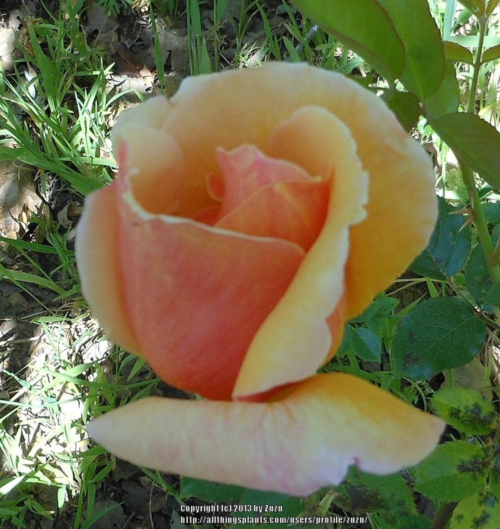 Rose (Rosa 'Pilar Landecho, Cl.') in the Roses Database - Garden.org