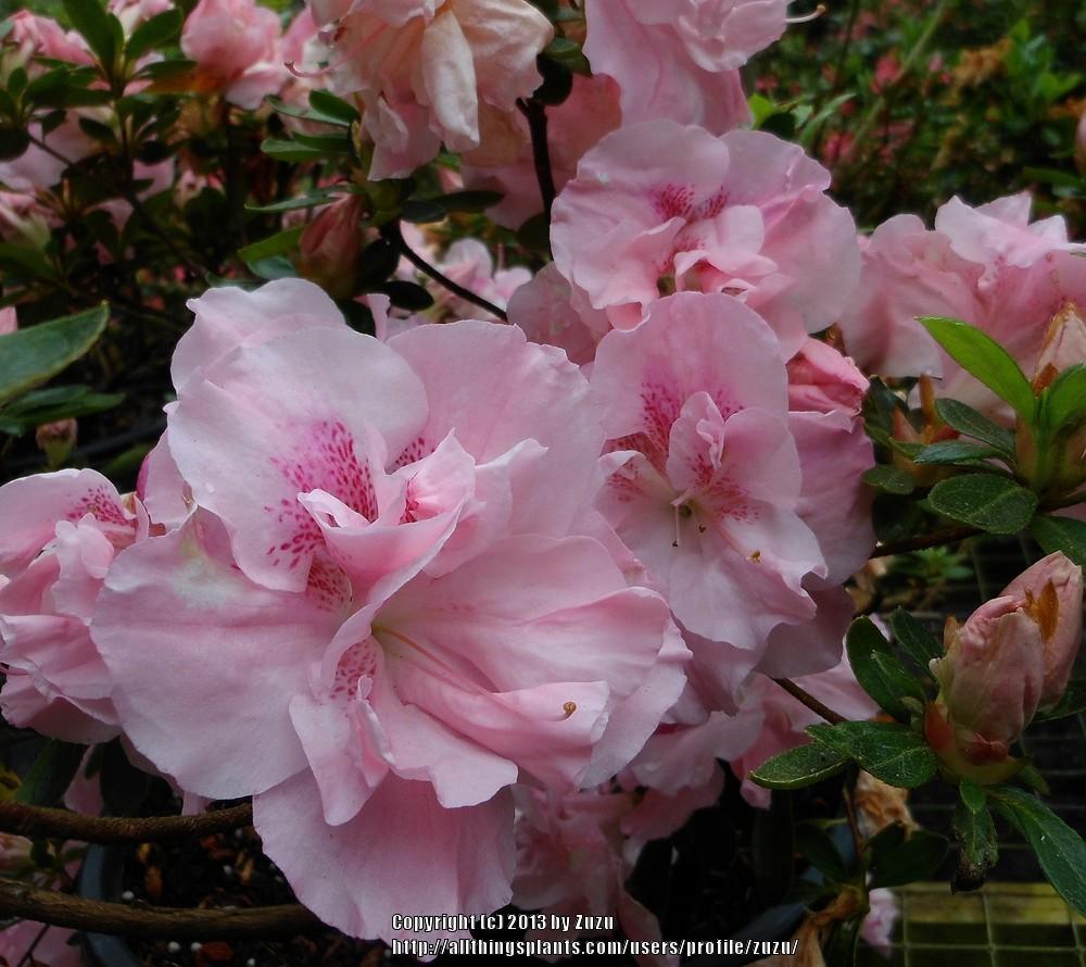 Azalea (Rhododendron 'Nancy of Robin Hill') in the Rhododendrons ...