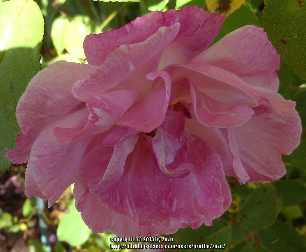 Rose (Rosa 'Bon Silene') in the Roses Database - Garden.org