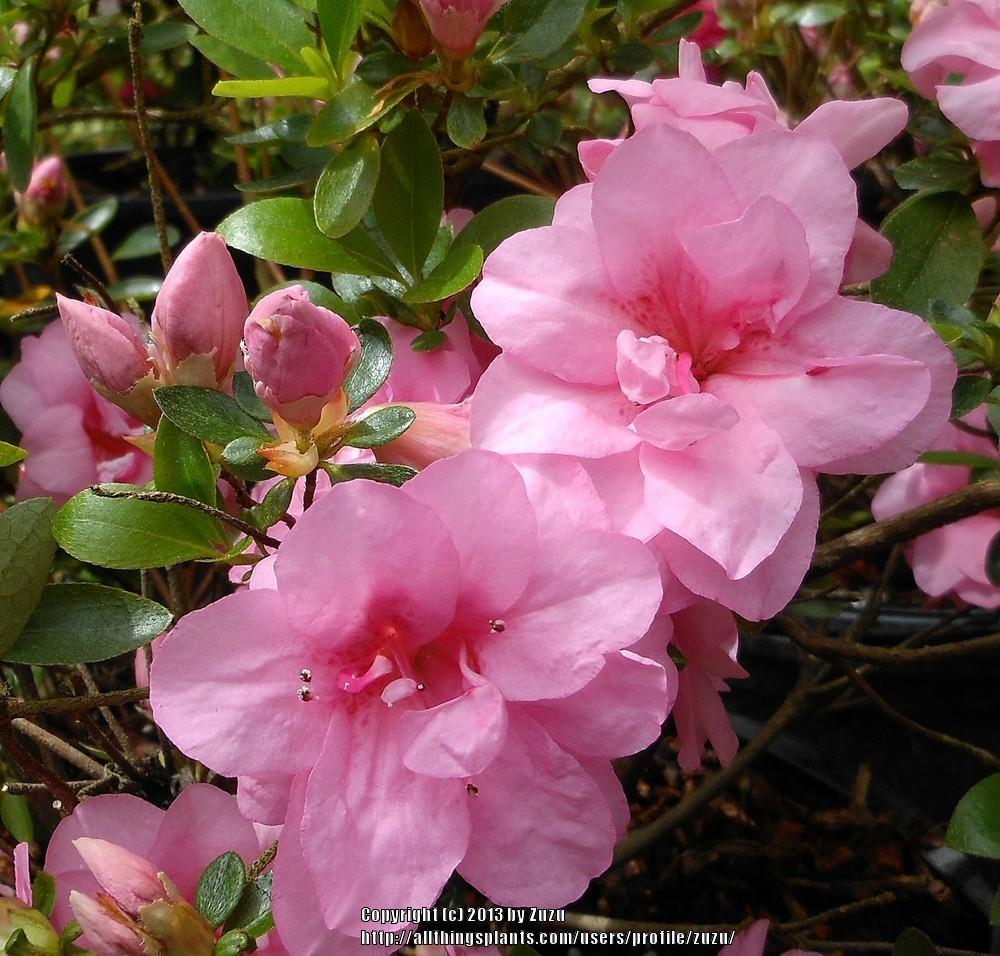 Azalea (Rhododendron 'Rosebud') in the Rhododendrons Database - Garden.org