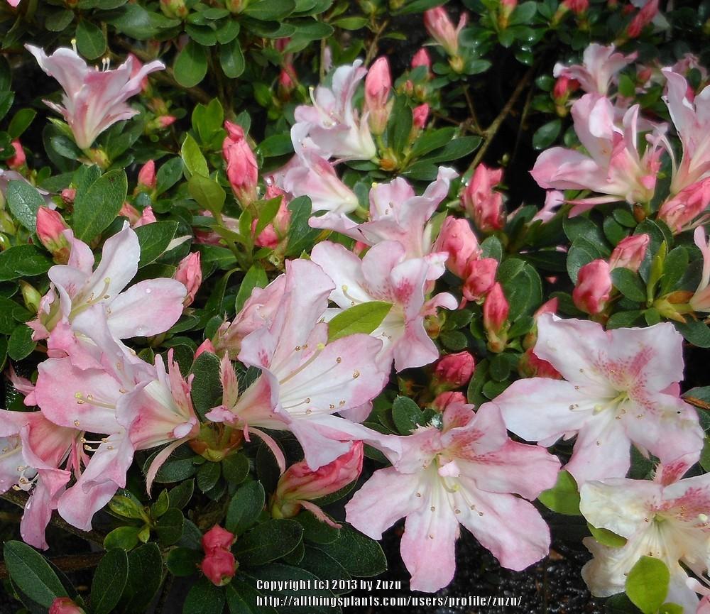 Azalea (Rhododendron 'Nuccio's Pink Snow') in the Rhododendrons ...