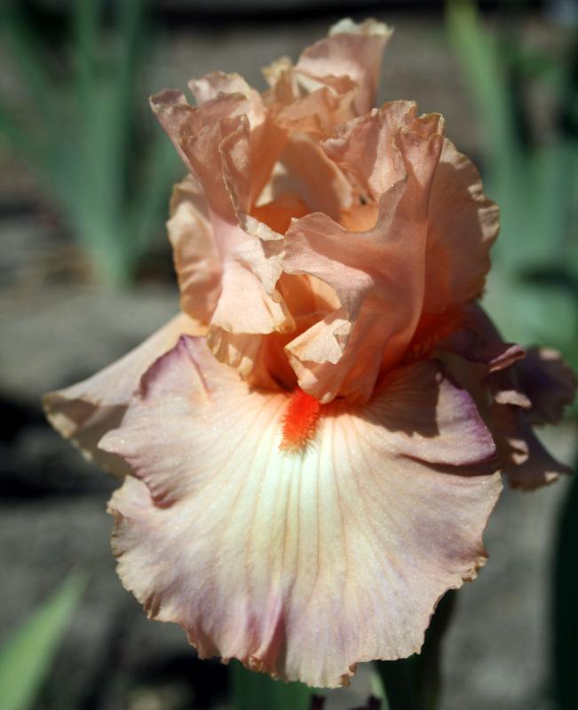 Tall Bearded Iris (Iris 'Paris Romance') in the Irises Database ...