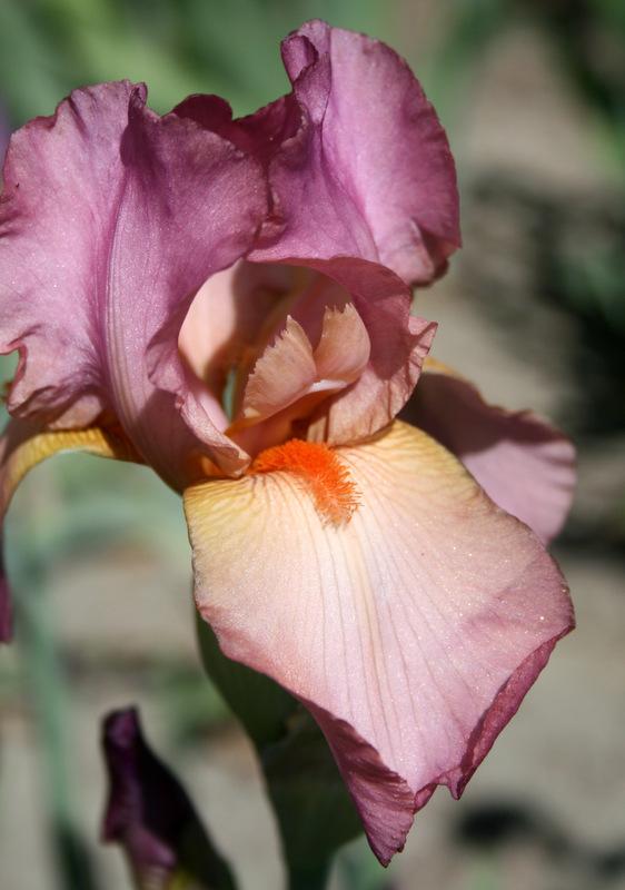 Photo of the bloom of Tall Bearded Iris (Iris 'Mary Randall') posted by ...