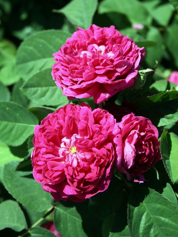 Photo of the bloom of Portland Rose (Rosa 'Rose de Rescht') posted by ...