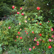 Photo of the bloom of Rose (Rosa 'Summer Song') posted by cliftoncat ...