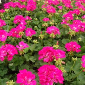 Zonal Geranium (Pelargonium x hortorum Designer Hot Pink) in the ...