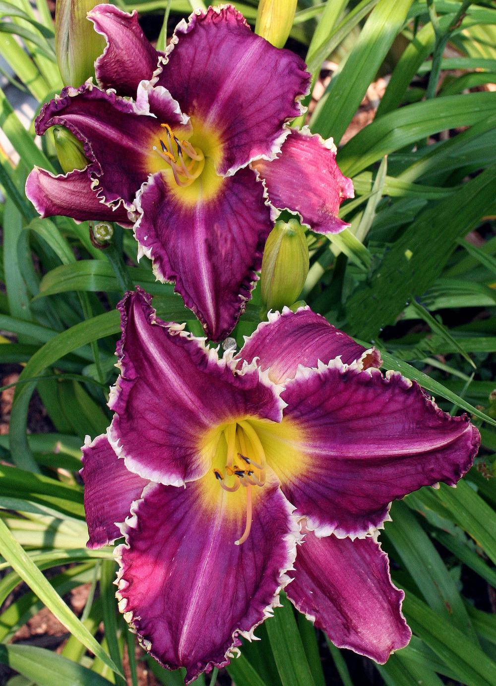 Photo of the bloom of Daylily (Hemerocallis 'Fortune's Dearest') posted ...