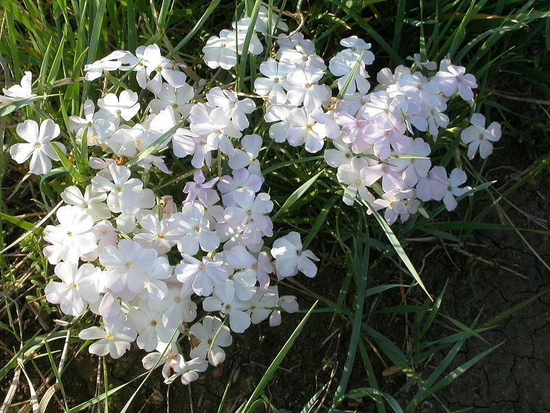 Long-leaf phlox (Phlox longifolia) in the Phloxes Database - Garden.org