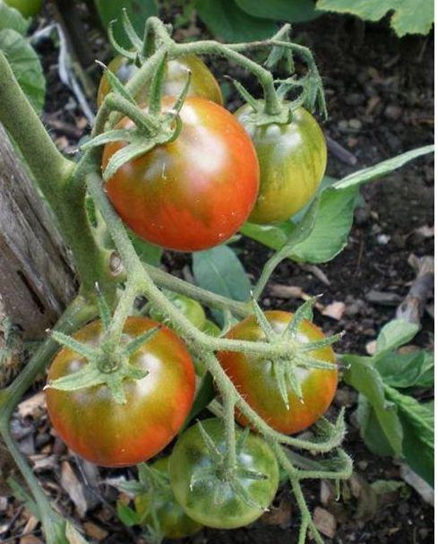Tomato (Solanum lycopersicum 'Harbinger') in the Tomatoes Database ...