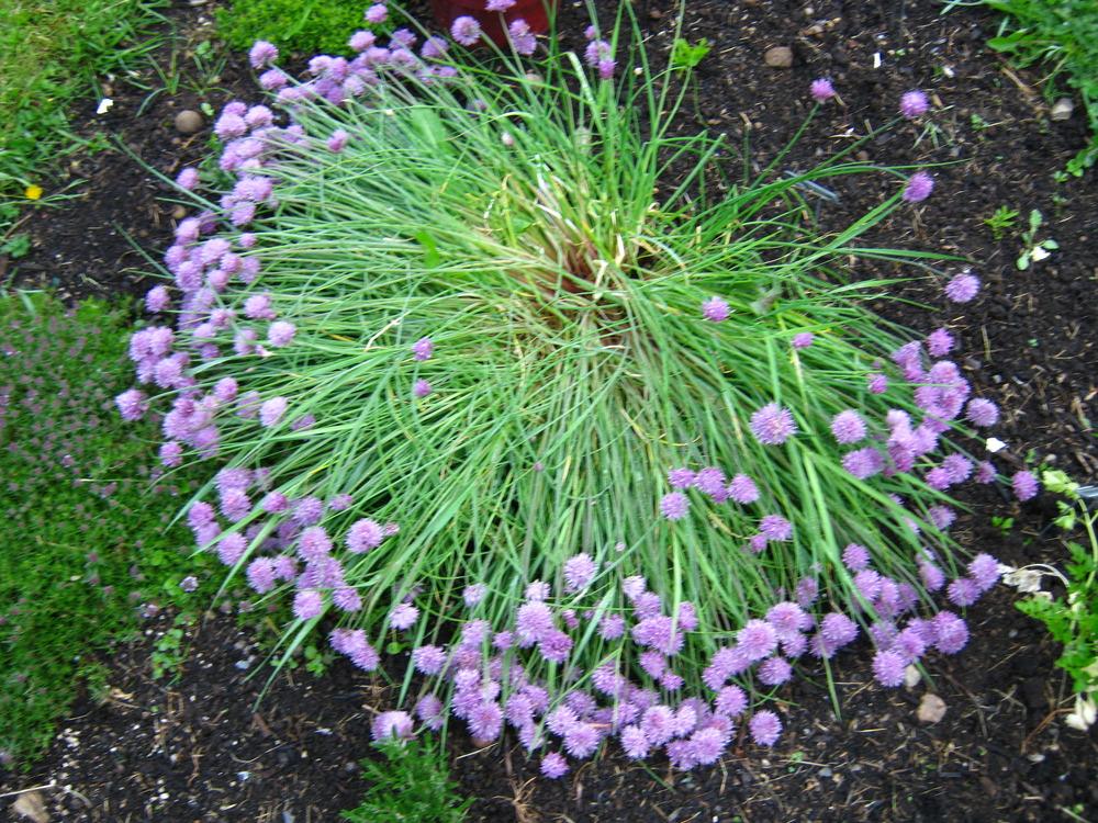 Chives: Plant Care and Collection of Varieties - Garden.org