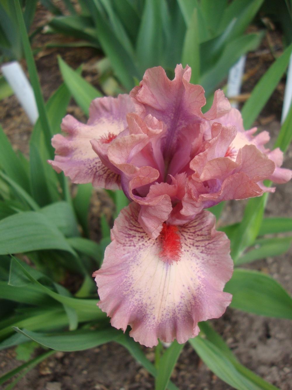 Photo of the bloom of Standard Dwarf Bearded Iris (Iris 'Raspberry Ice ...